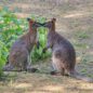 Descoperă Grădina Zoologică din Chișinău - descopera.md